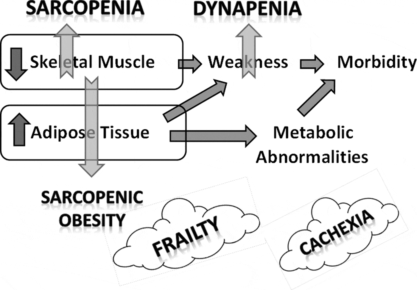 Skeletal muscle mass and quality: evolution of modern measurement ...