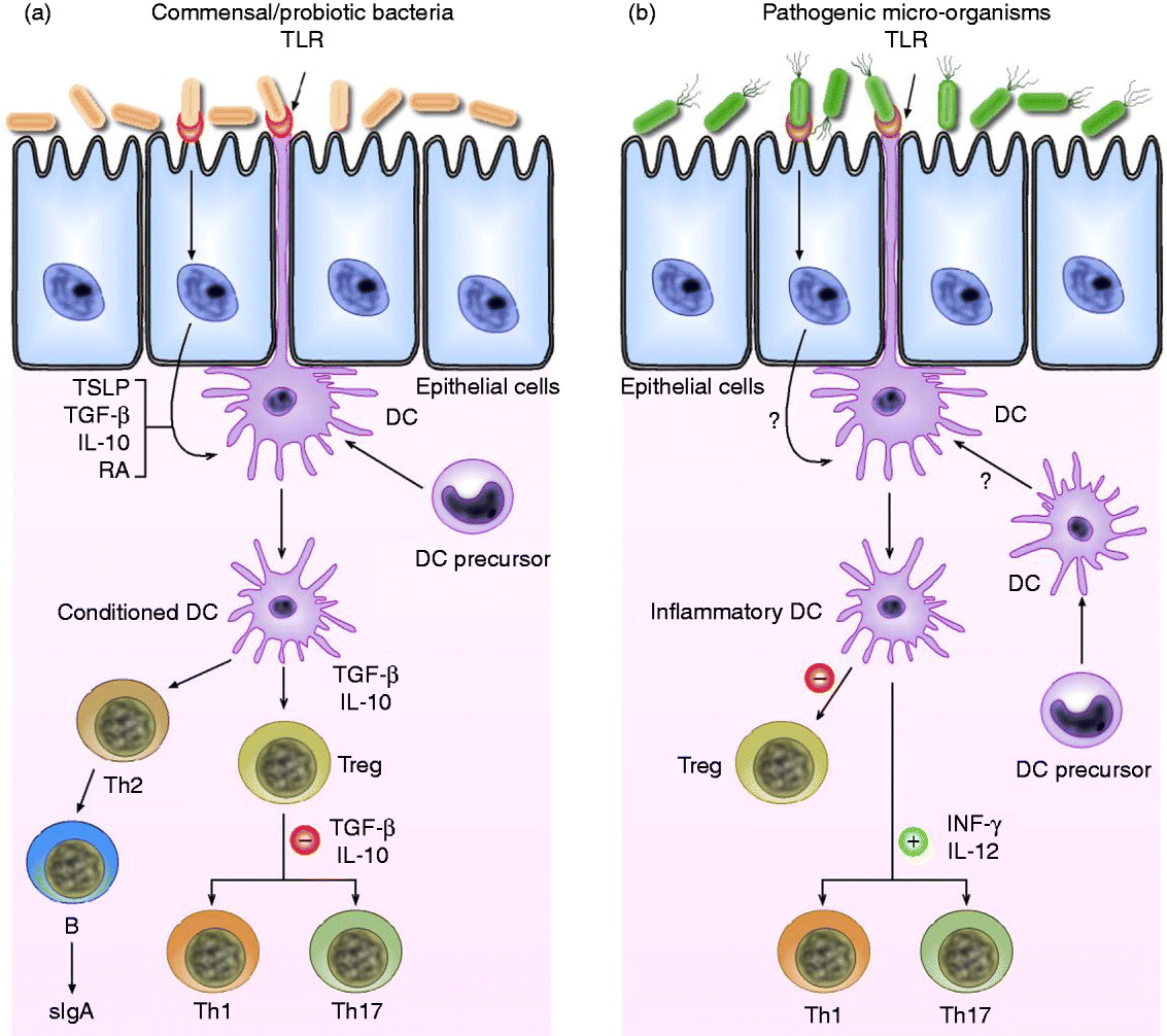 Role of Toll-like receptors in the development of immunotolerance ...