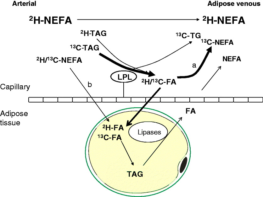 Tracing the fate of dietary fatty acids: metabolic studies of ...