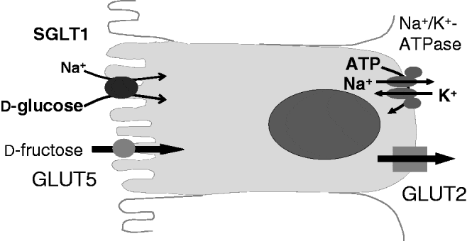Glucose sensing and signalling; regulation of intestinal glucose ...
