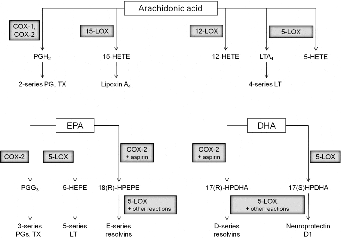 The differential effects of EPA and DHA on cardiovascular risk factors ...
