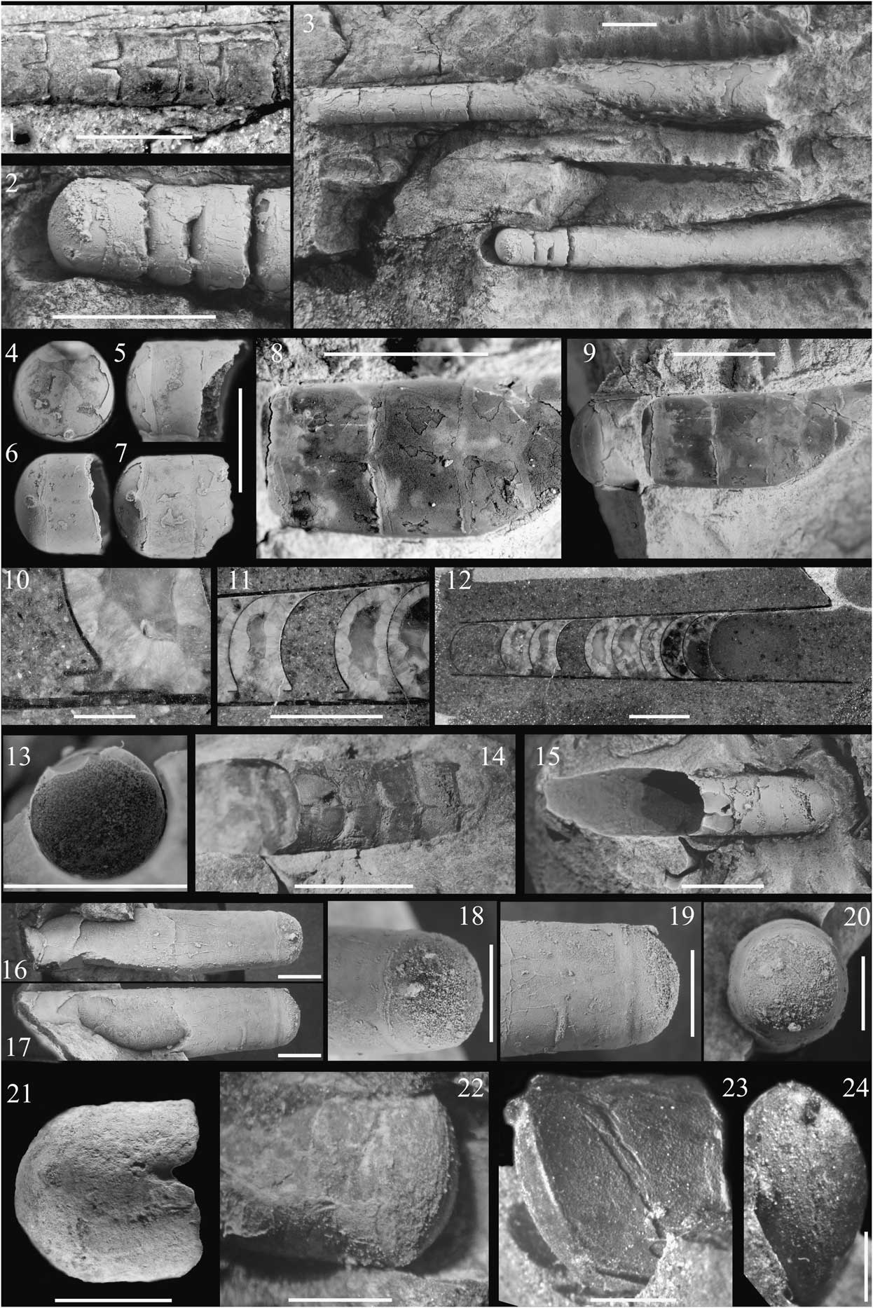 First report of Devonian bactritids (Cephalopoda) from South America ...