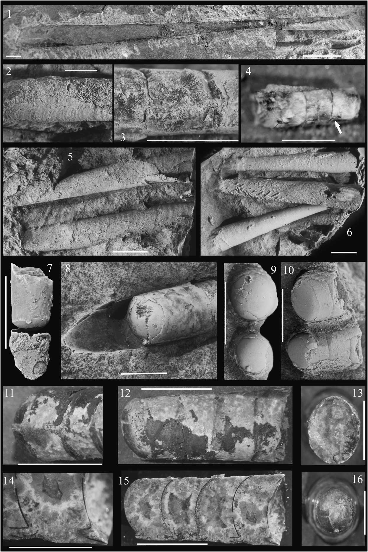 First report of Devonian bactritids (Cephalopoda) from South America ...