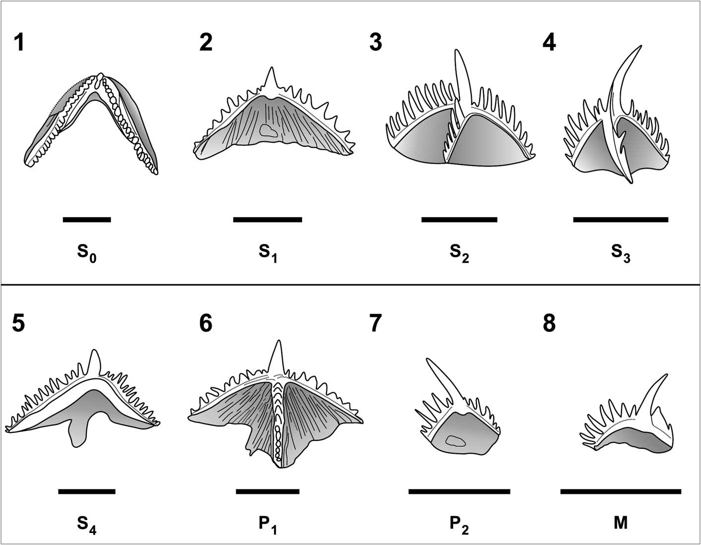Exceptionally preserved conodont apparatuses with giant elements from ...