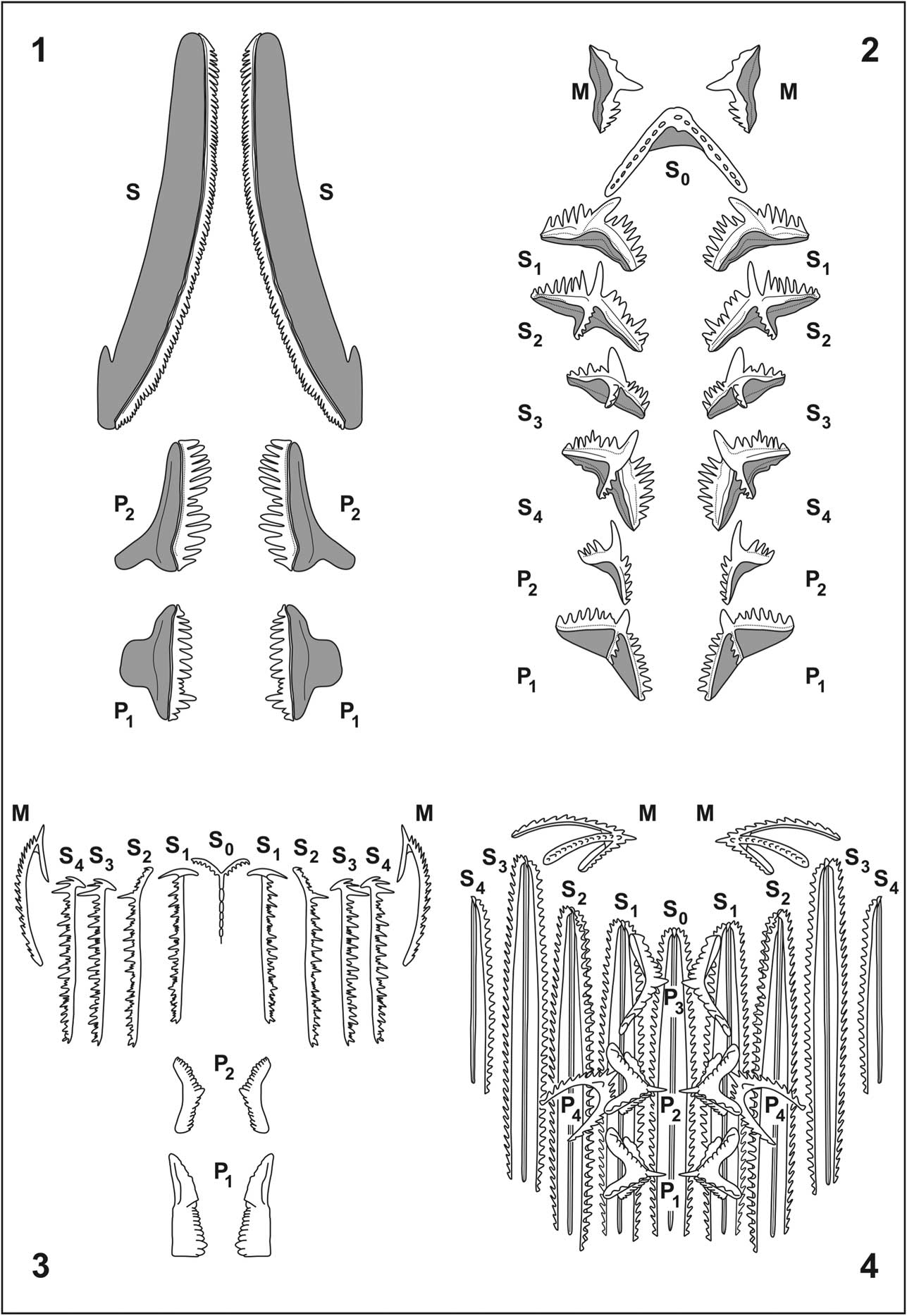 Exceptionally preserved conodont apparatuses with giant elements from ...