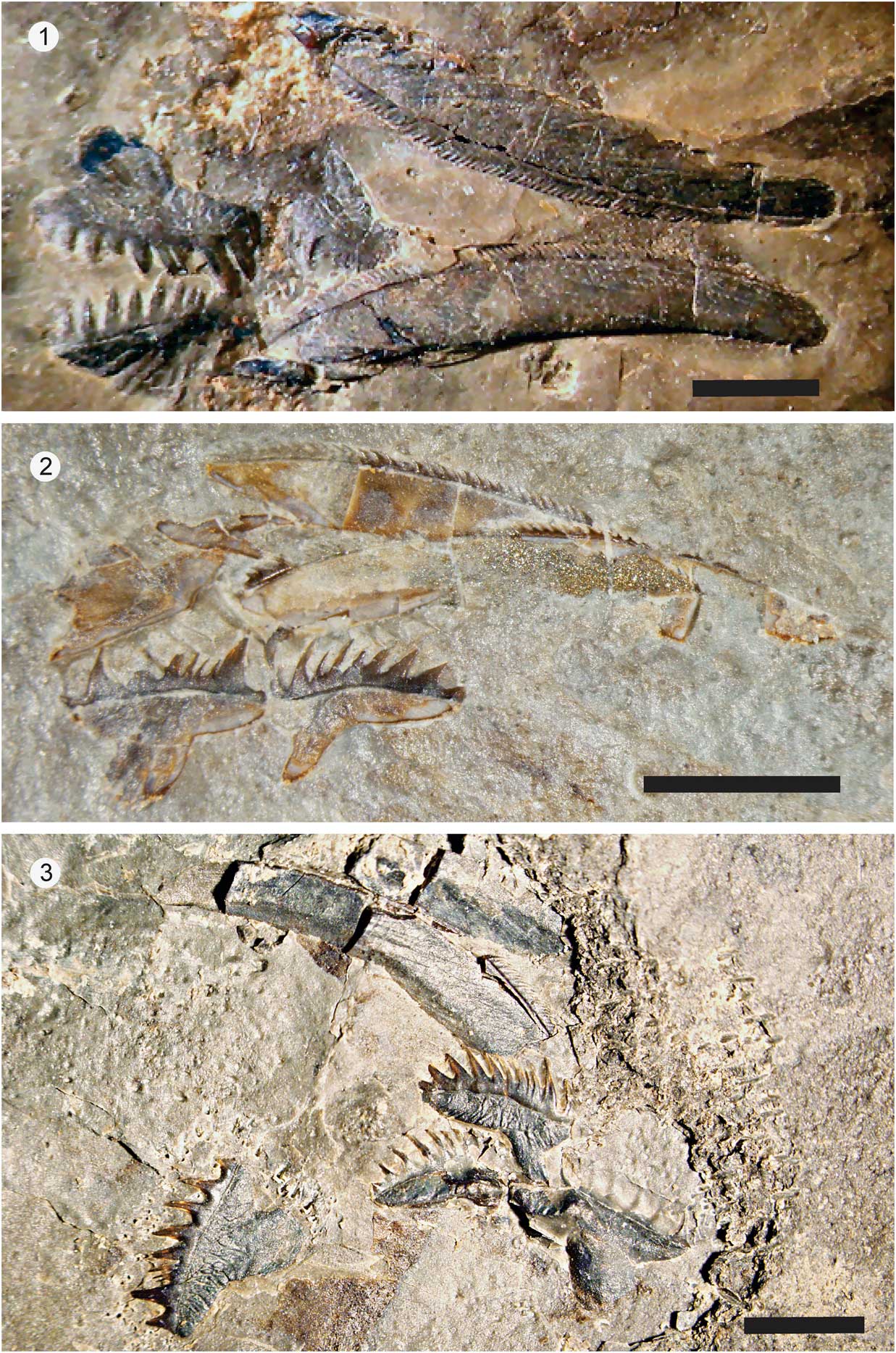 Exceptionally preserved conodont apparatuses with giant elements from ...