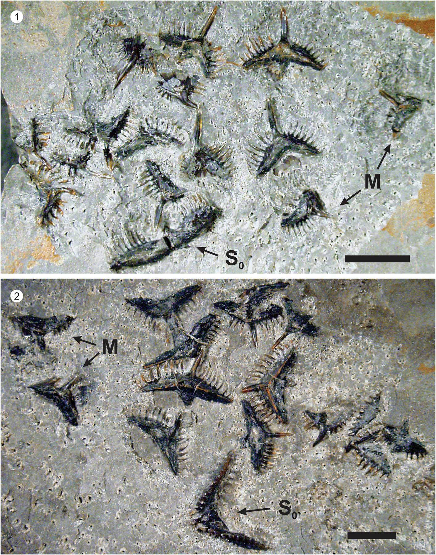 Exceptionally preserved conodont apparatuses with giant elements from ...