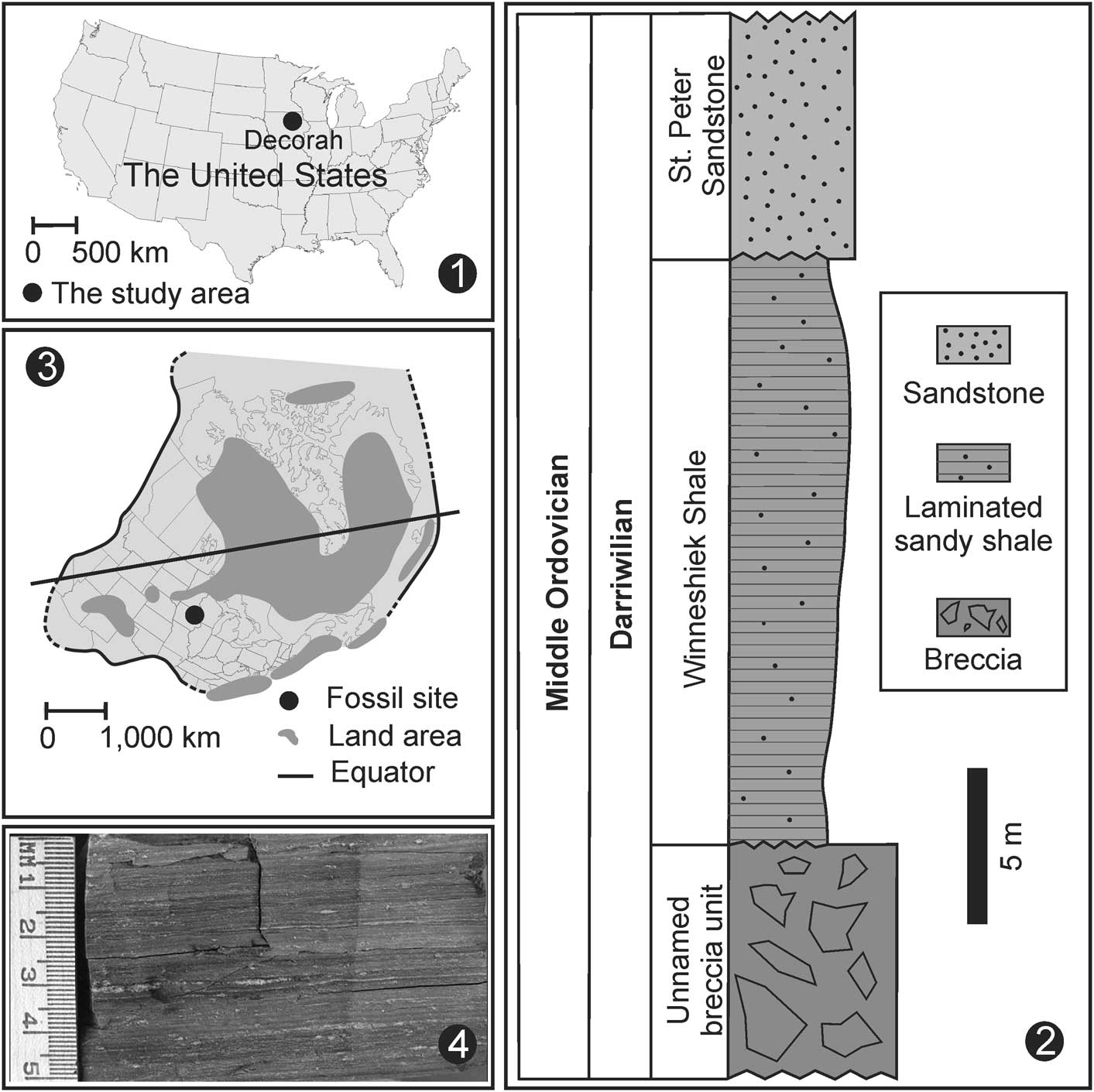 Exceptionally preserved conodont apparatuses with giant elements from ...