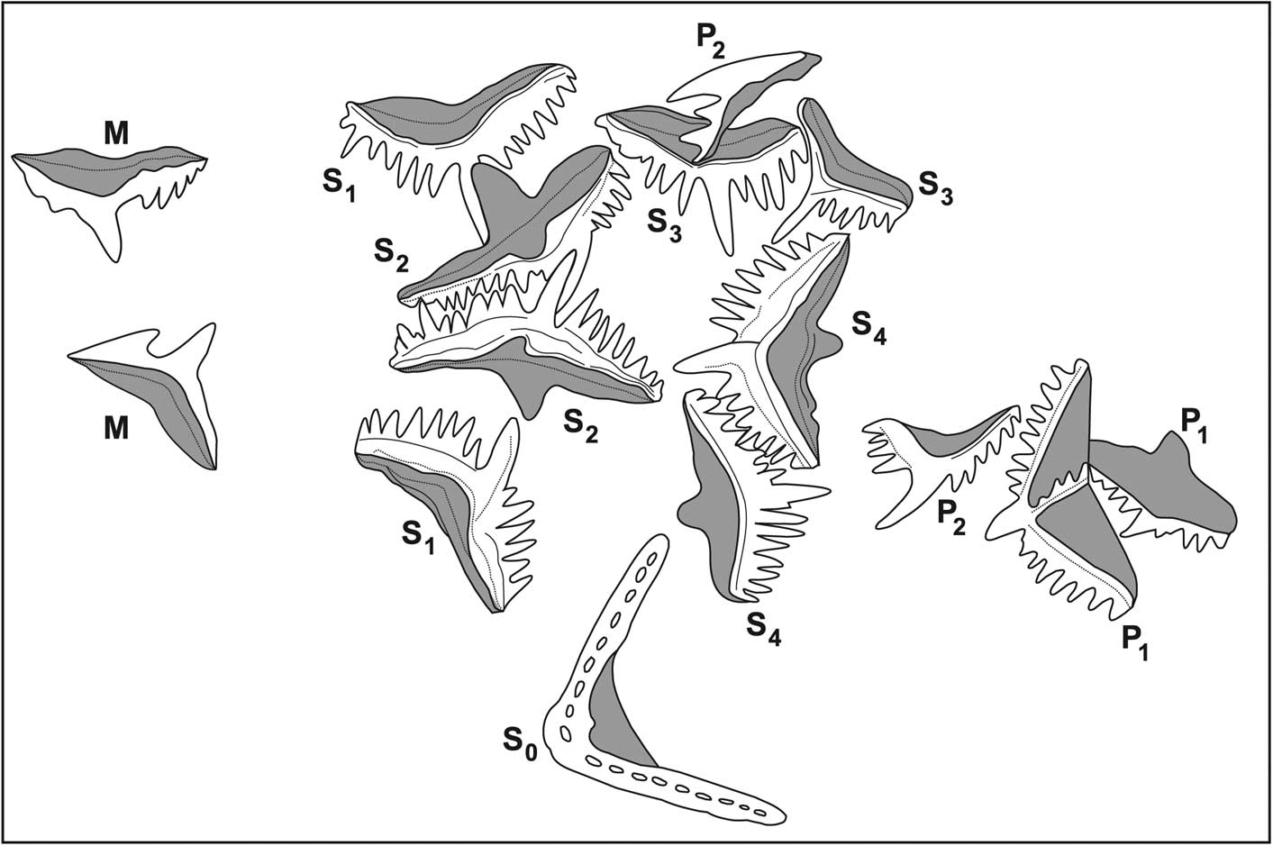 Exceptionally preserved conodont apparatuses with giant elements from ...