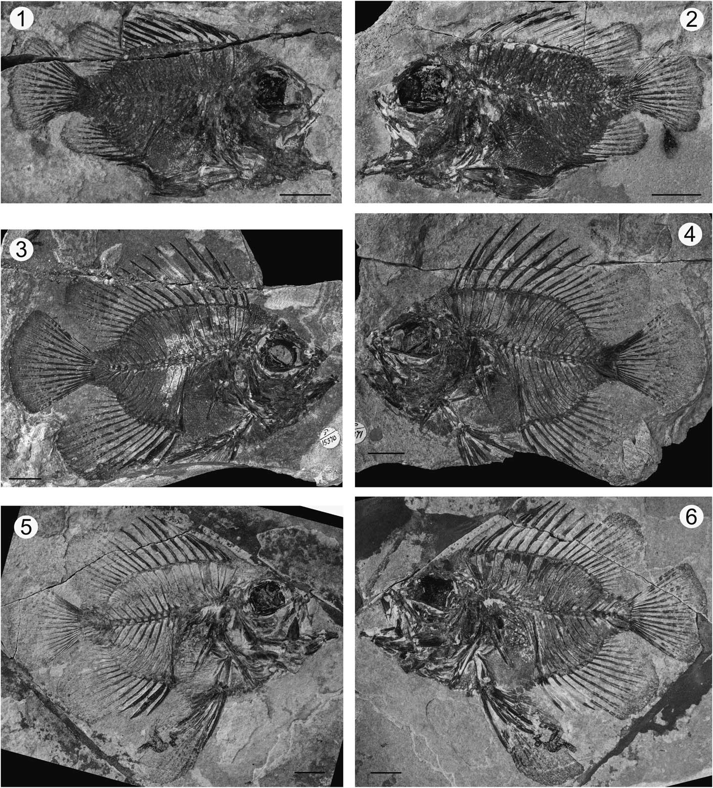 A reappraisal of the Eocene priacanthid fish Pristigenys substriata ...