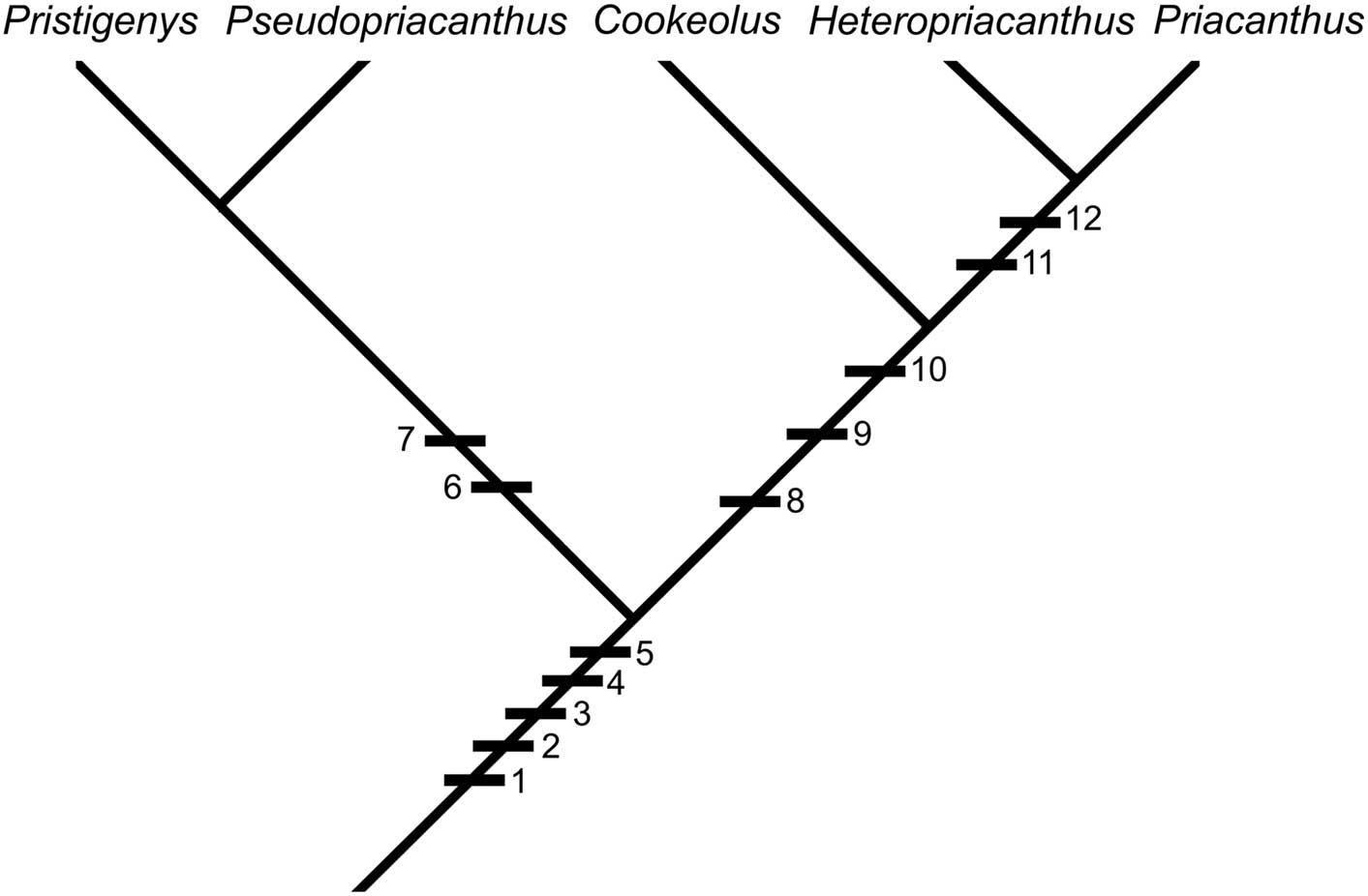 A reappraisal of the Eocene priacanthid fish Pristigenys substriata ...