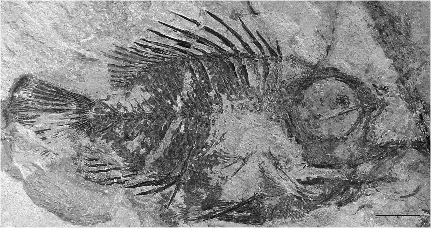 A reappraisal of the Eocene priacanthid fish Pristigenys substriata ...