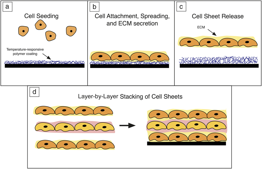 Cell sheet engineering for integrating functional tissue in vivo ...