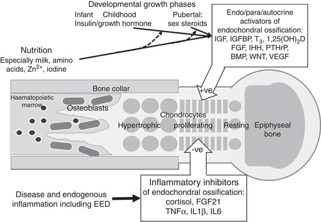 Nutrition, infection and stunting: the roles of deficiencies of ...