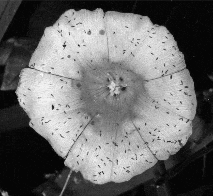 The aggregation pheromones of thrips (Thysanoptera) and their potential ...