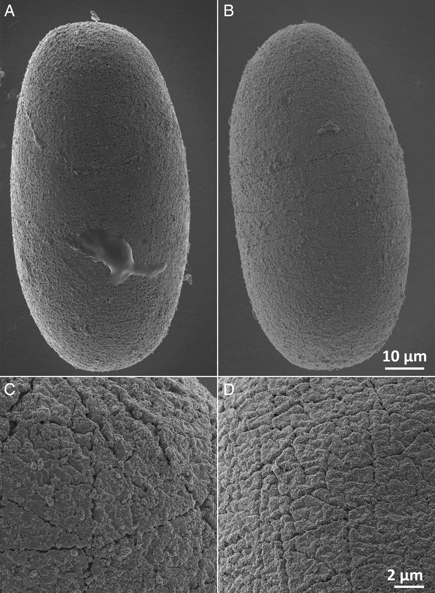 Host specificity and basic ecology of Mammomonogamus (Nematoda ...