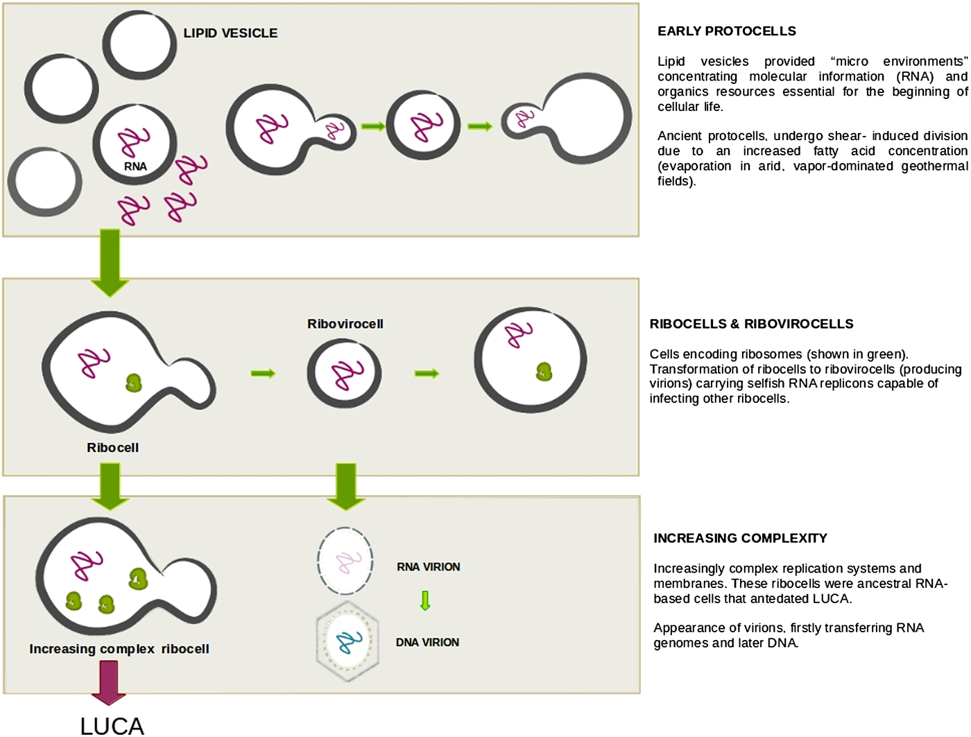 Origin of life: LUCA and extracellular membrane vesicles (EMVs ...