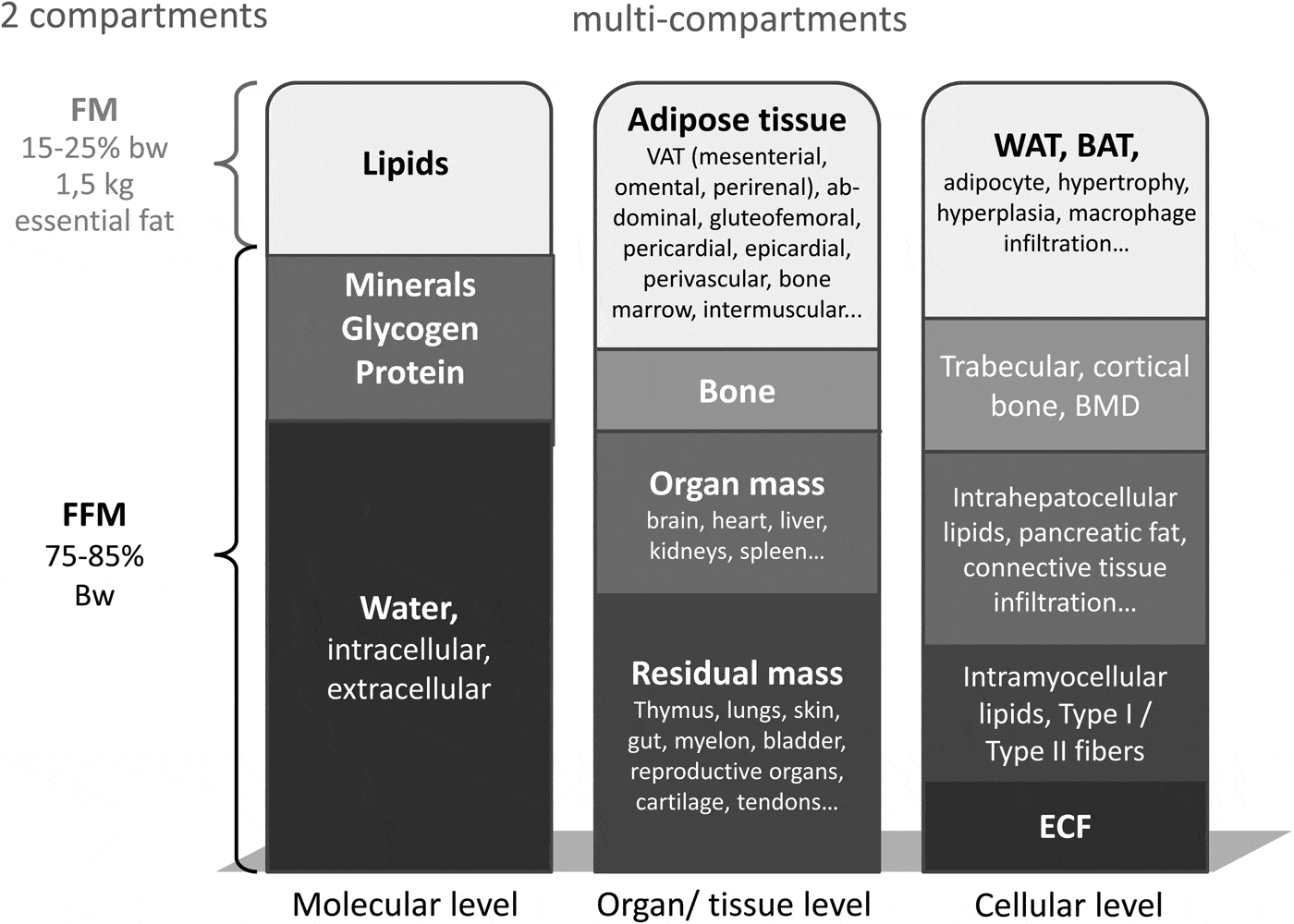 Application of standards and models in body composition analysis ...