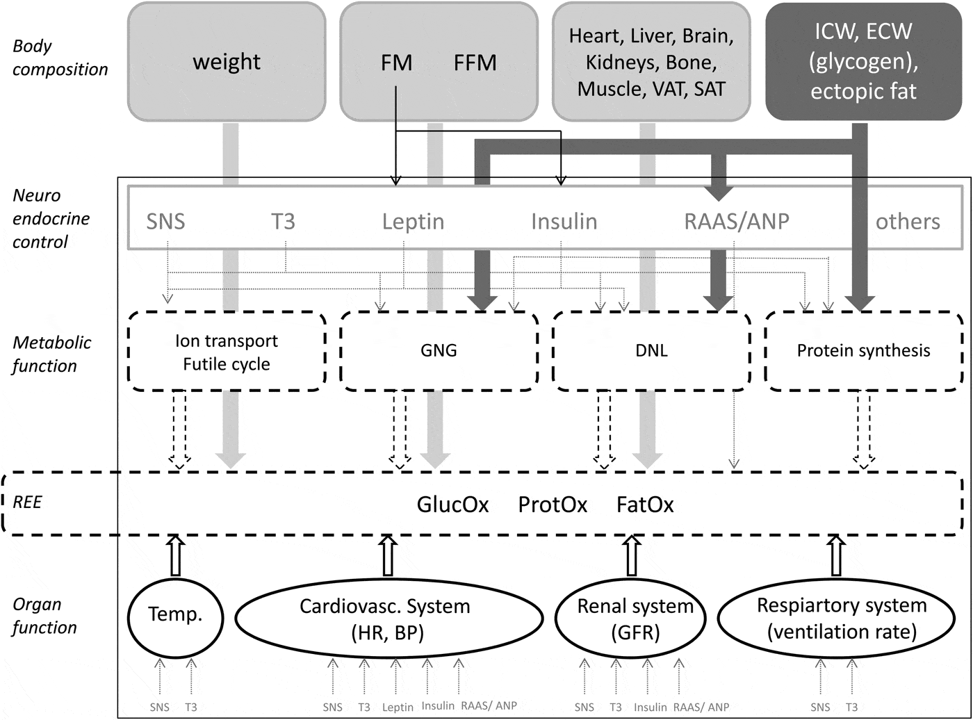 Application of standards and models in body composition analysis ...