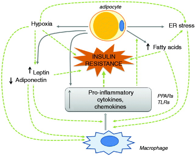 Obesity, inflammation and the immune system | Proceedings of the ...