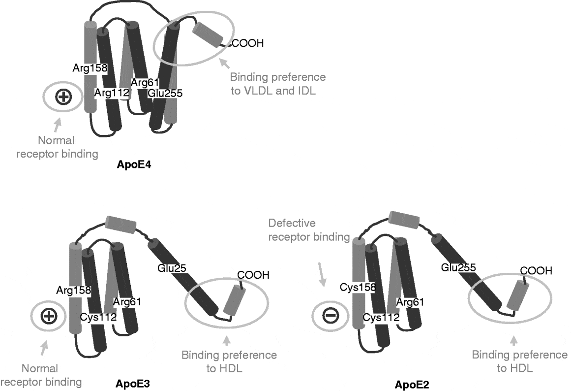 ApoE genotype: from geographic distribution to function and ...