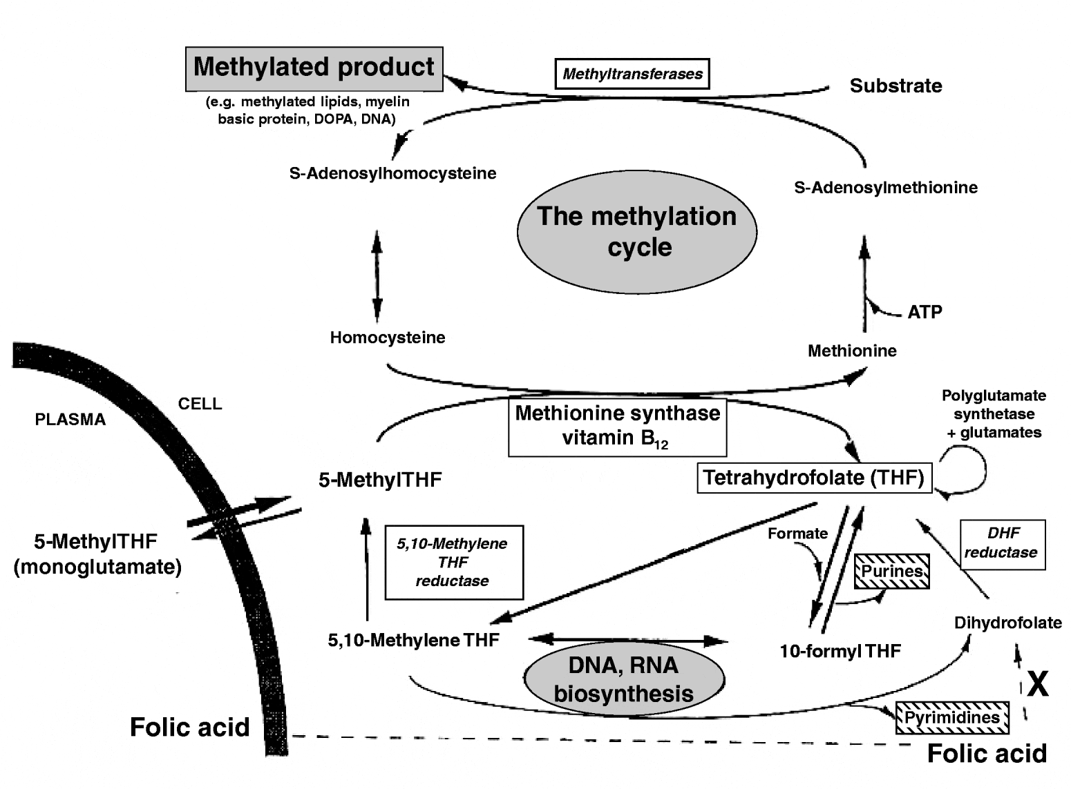 Folate and vitamin B12: friendly or enemy nutrients for the elderly ...
