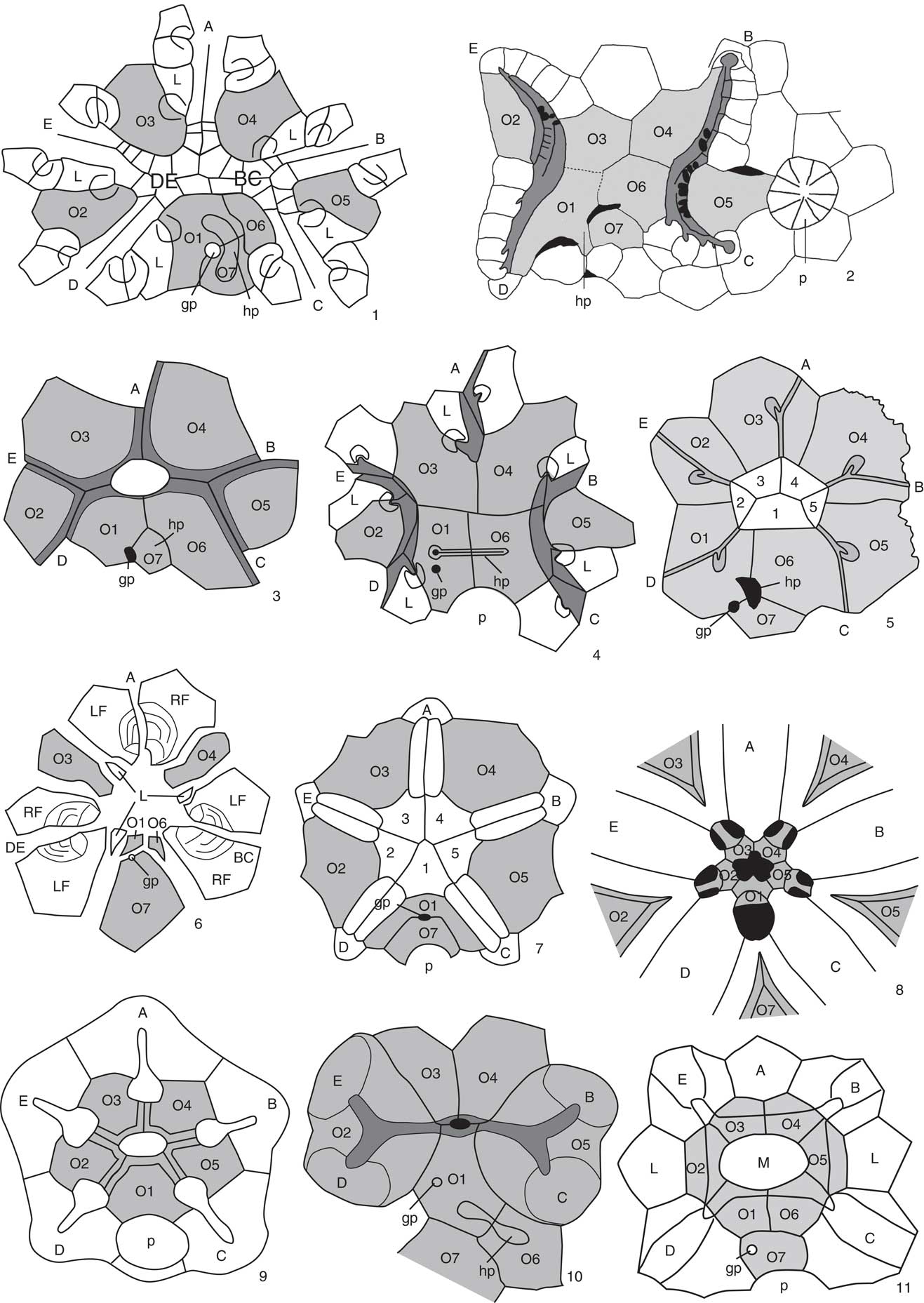 New insights concerning homology of the oral region and ambulacral ...