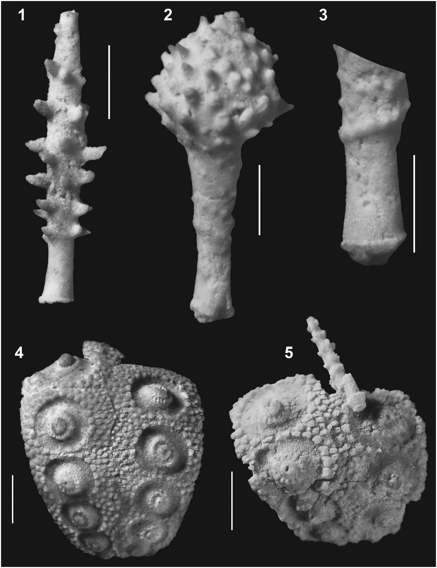 A diverse assemblage of Permian echinoids (Echinodermata, Echinoidea ...