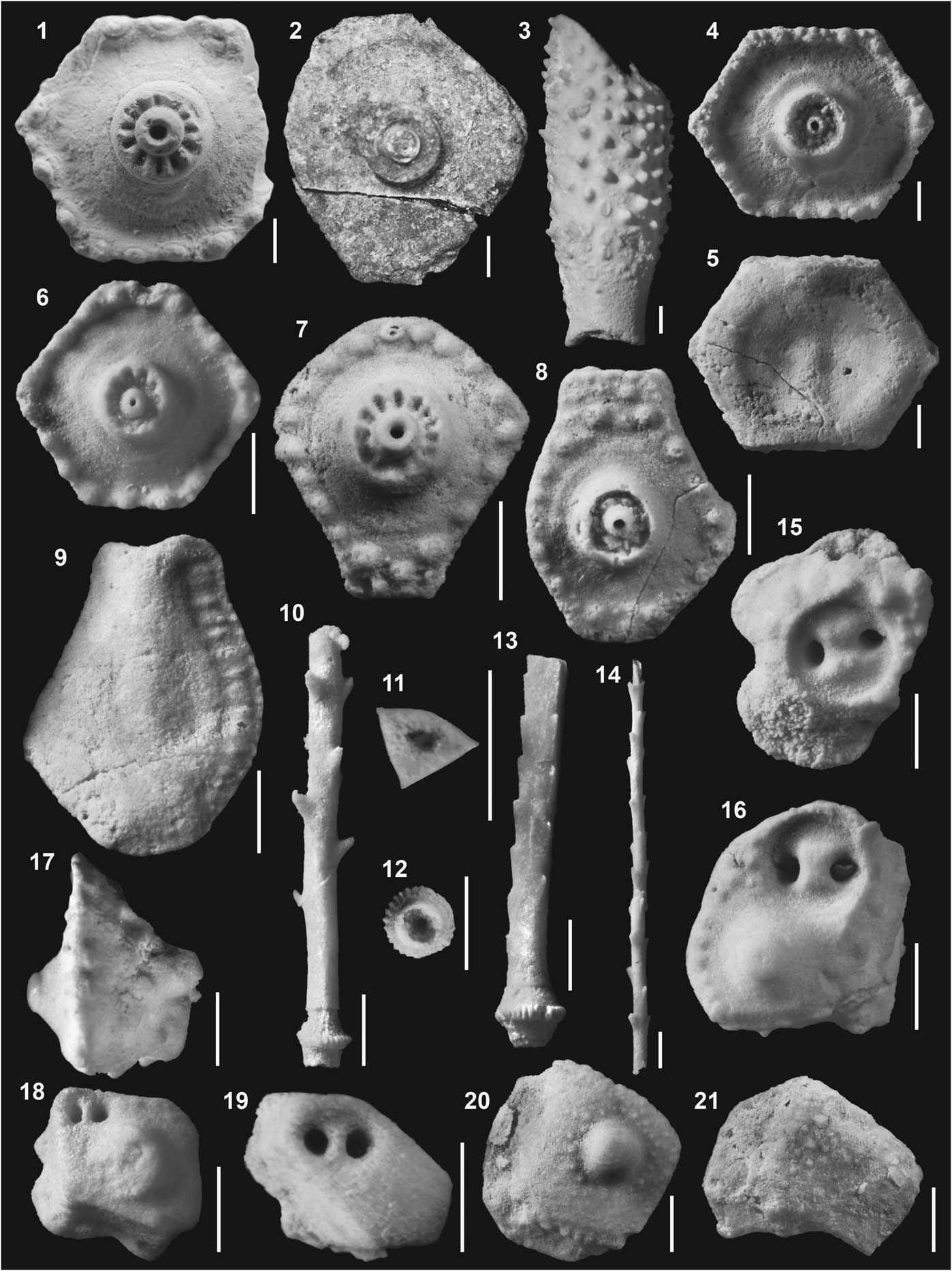 A diverse assemblage of Permian echinoids (Echinodermata, Echinoidea ...