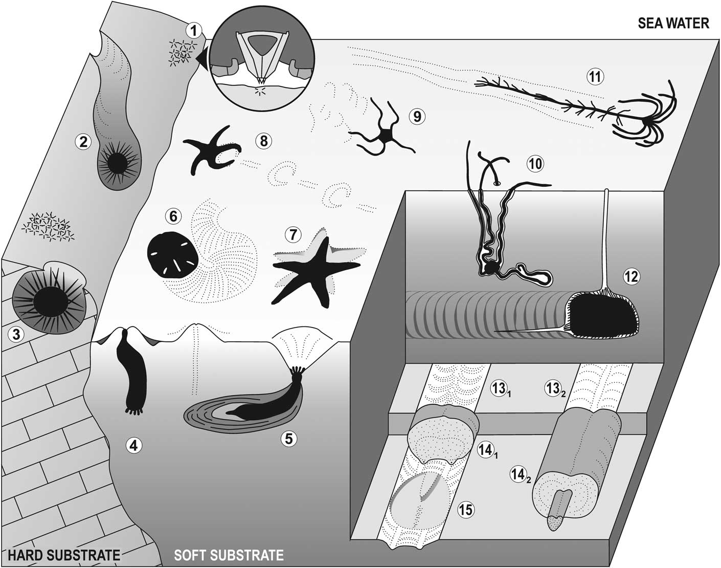 Echinoderm ichnology: bioturbation, bioerosion and related processes ...