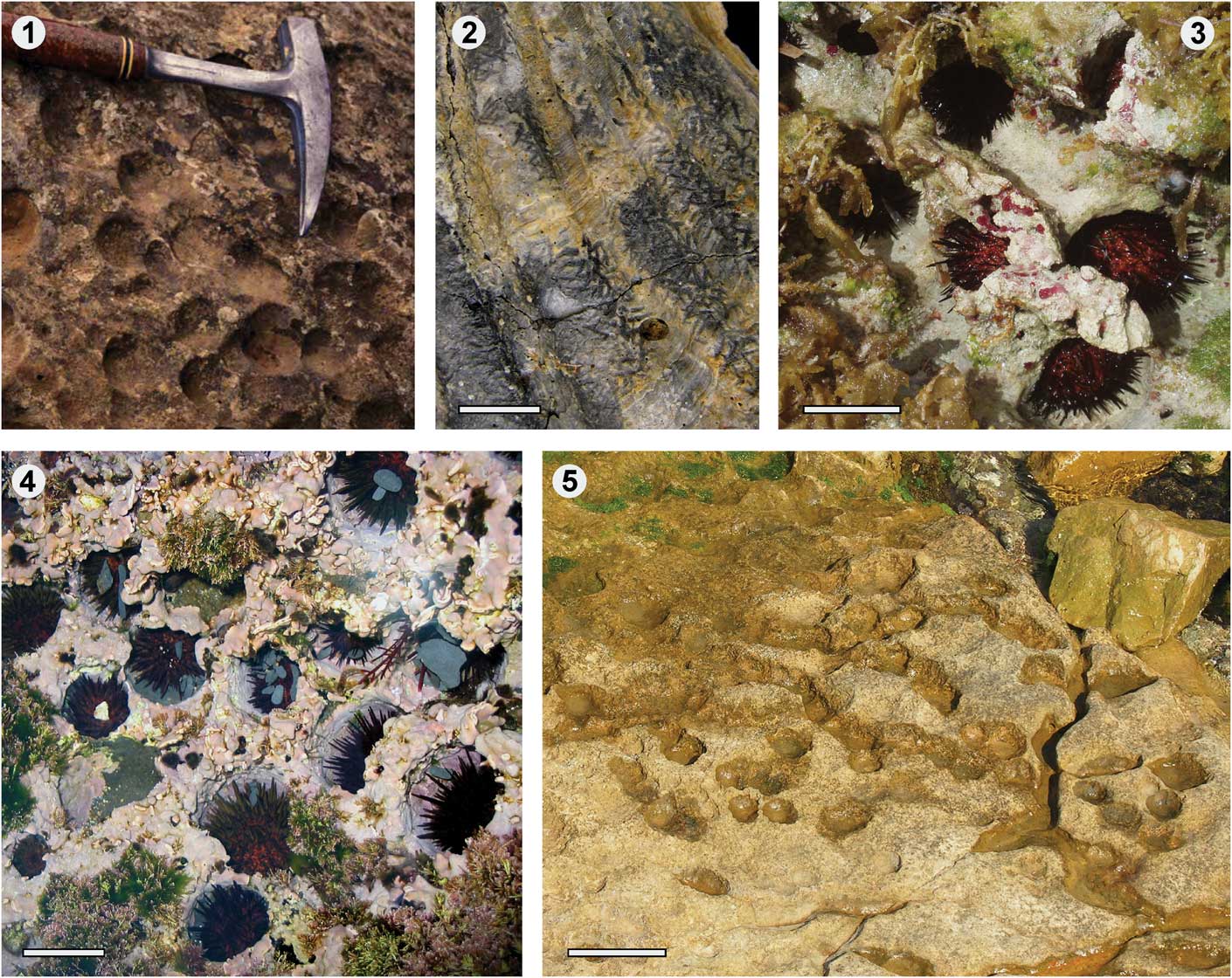 Echinoderm ichnology: bioturbation, bioerosion and related processes ...