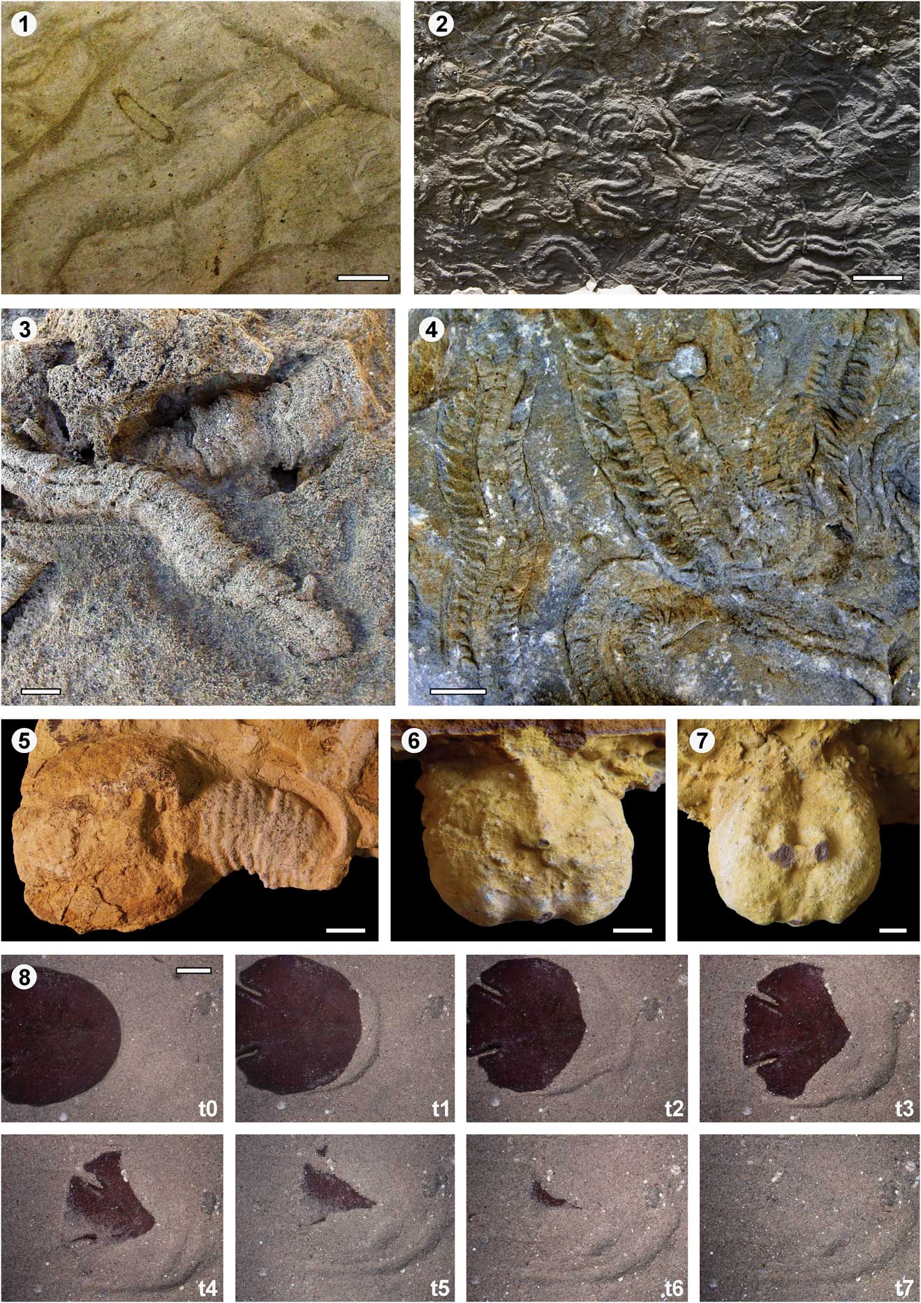 Echinoderm ichnology: bioturbation, bioerosion and related processes ...