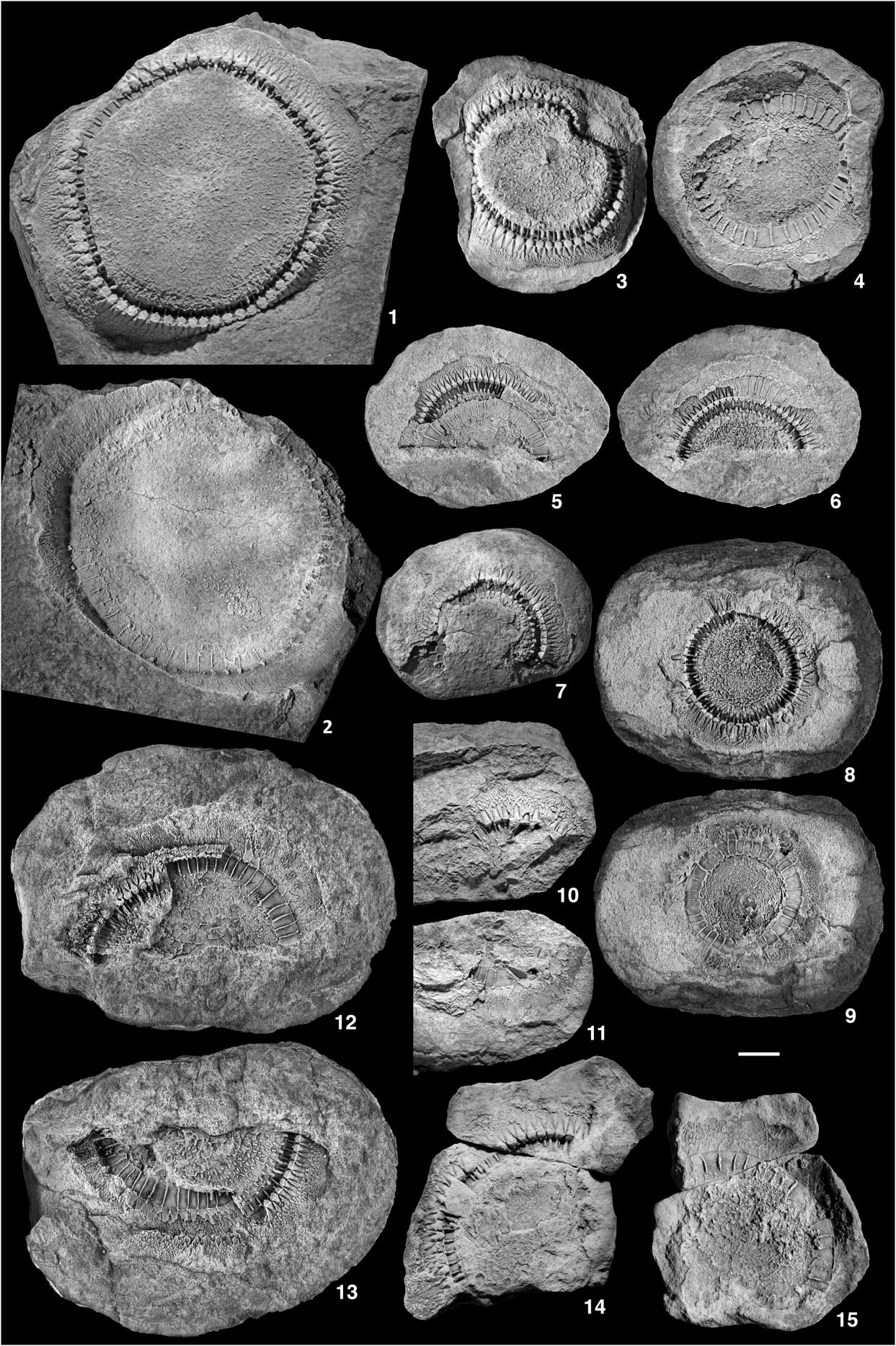 The first Ordovician cyclocystoid (Echinodermata) from Gondwana and its ...