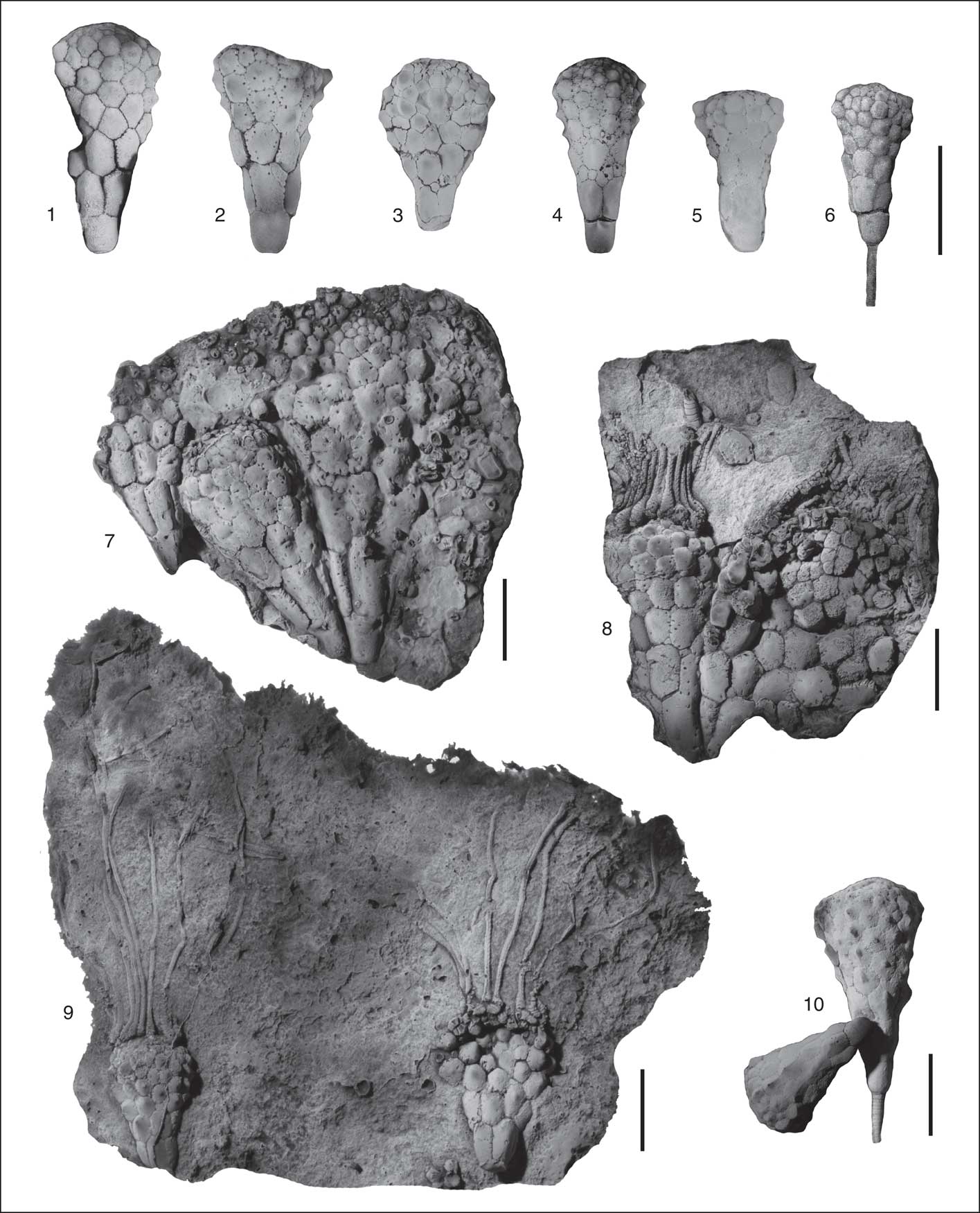 Morphological disparity and systematic revision of the eocrinoid genus ...