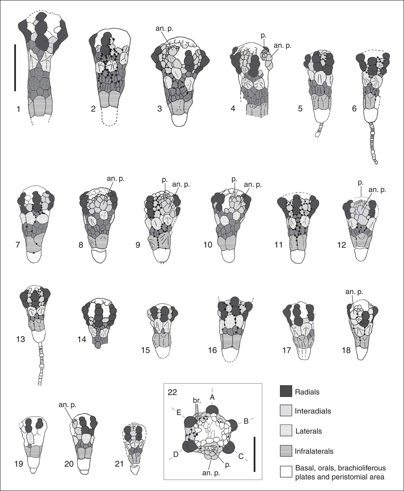 Morphological disparity and systematic revision of the eocrinoid genus ...