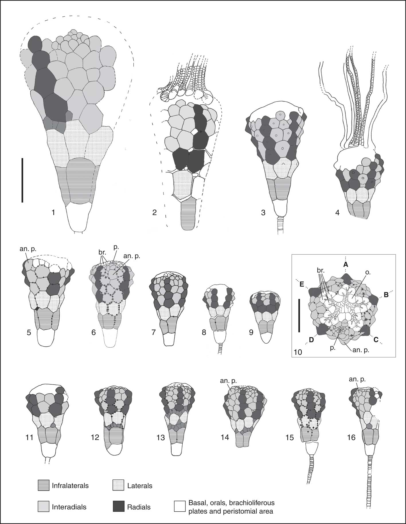 Morphological disparity and systematic revision of the eocrinoid genus ...
