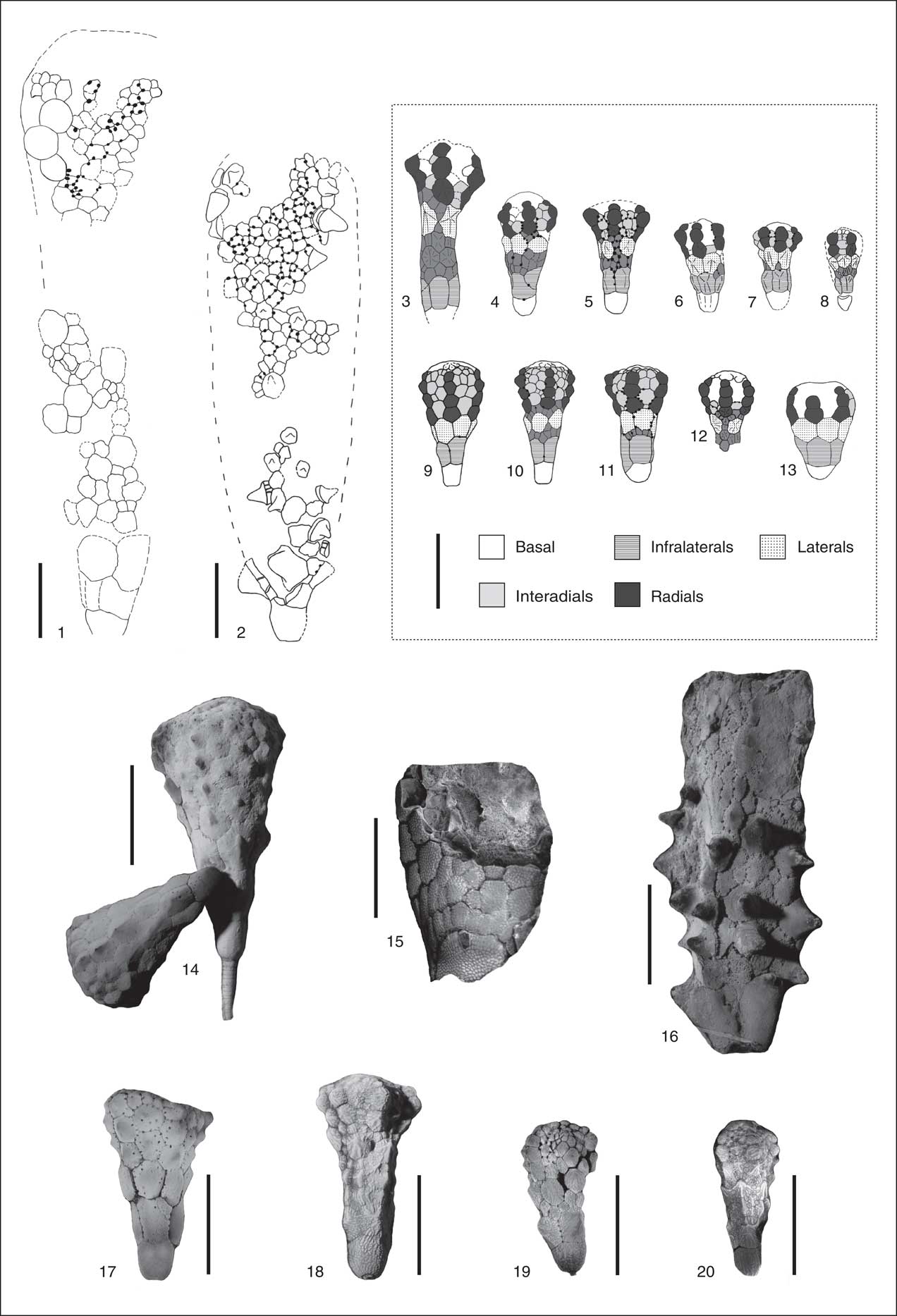 Morphological disparity and systematic revision of the eocrinoid genus ...