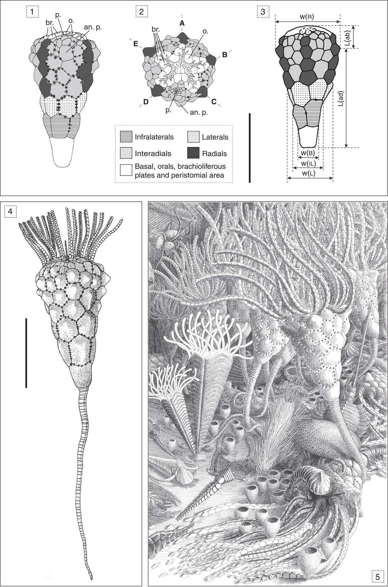 Morphological disparity and systematic revision of the eocrinoid genus ...