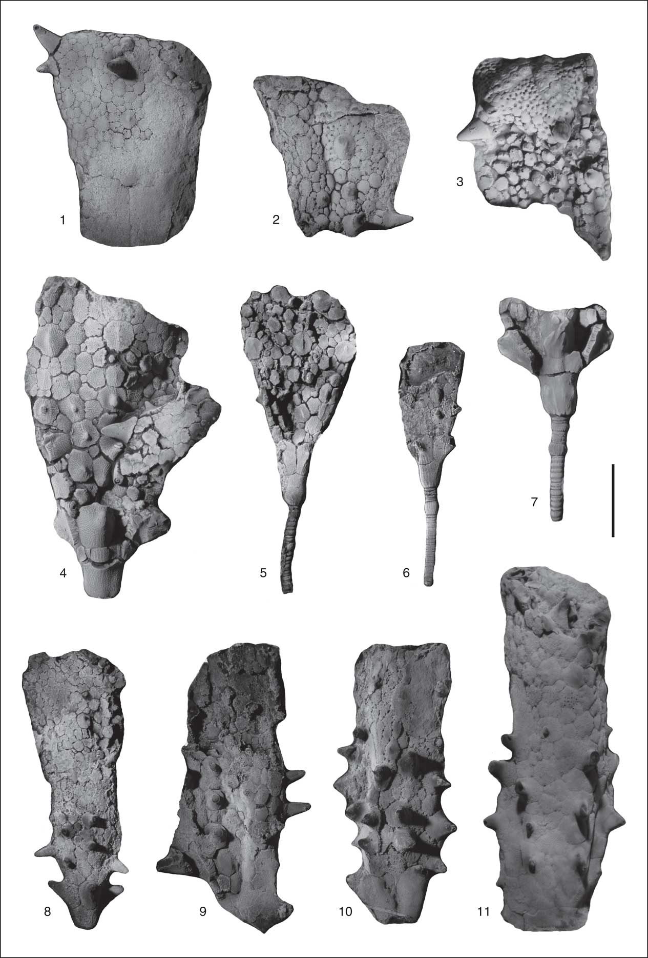 Morphological disparity and systematic revision of the eocrinoid genus ...