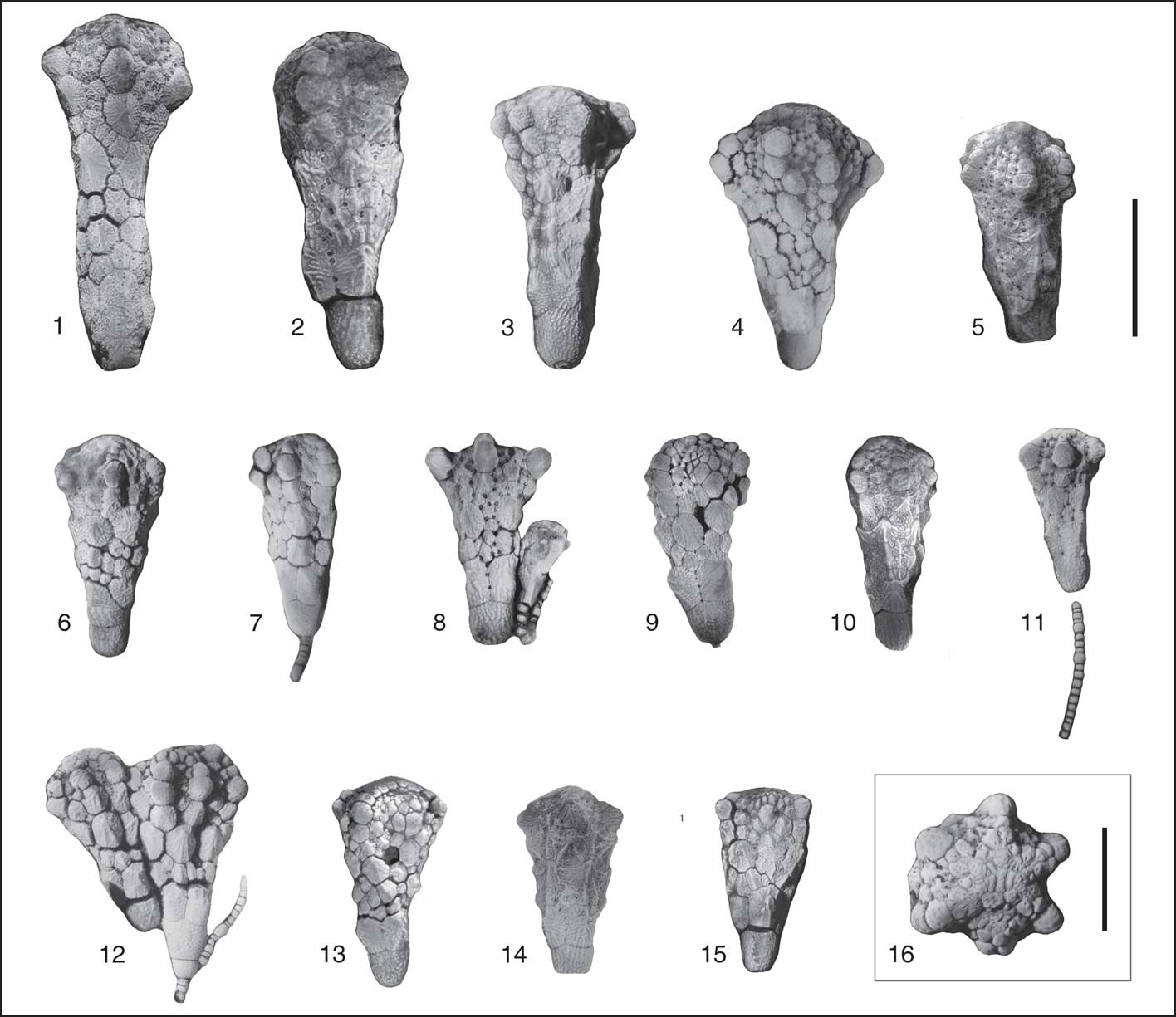 Morphological disparity and systematic revision of the eocrinoid genus ...