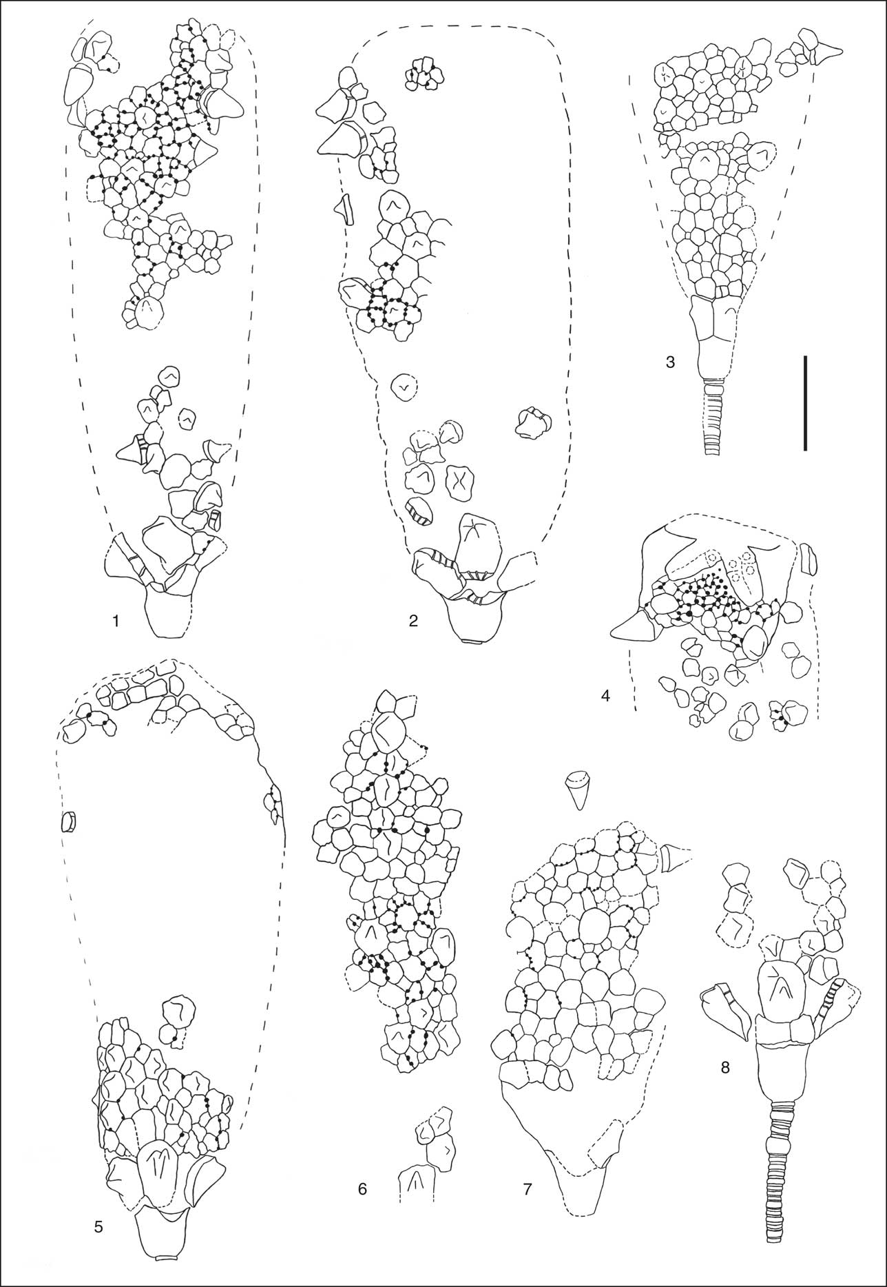 Morphological disparity and systematic revision of the eocrinoid genus ...
