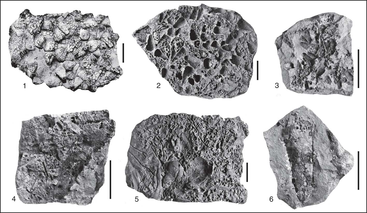 Morphological disparity and systematic revision of the eocrinoid genus ...