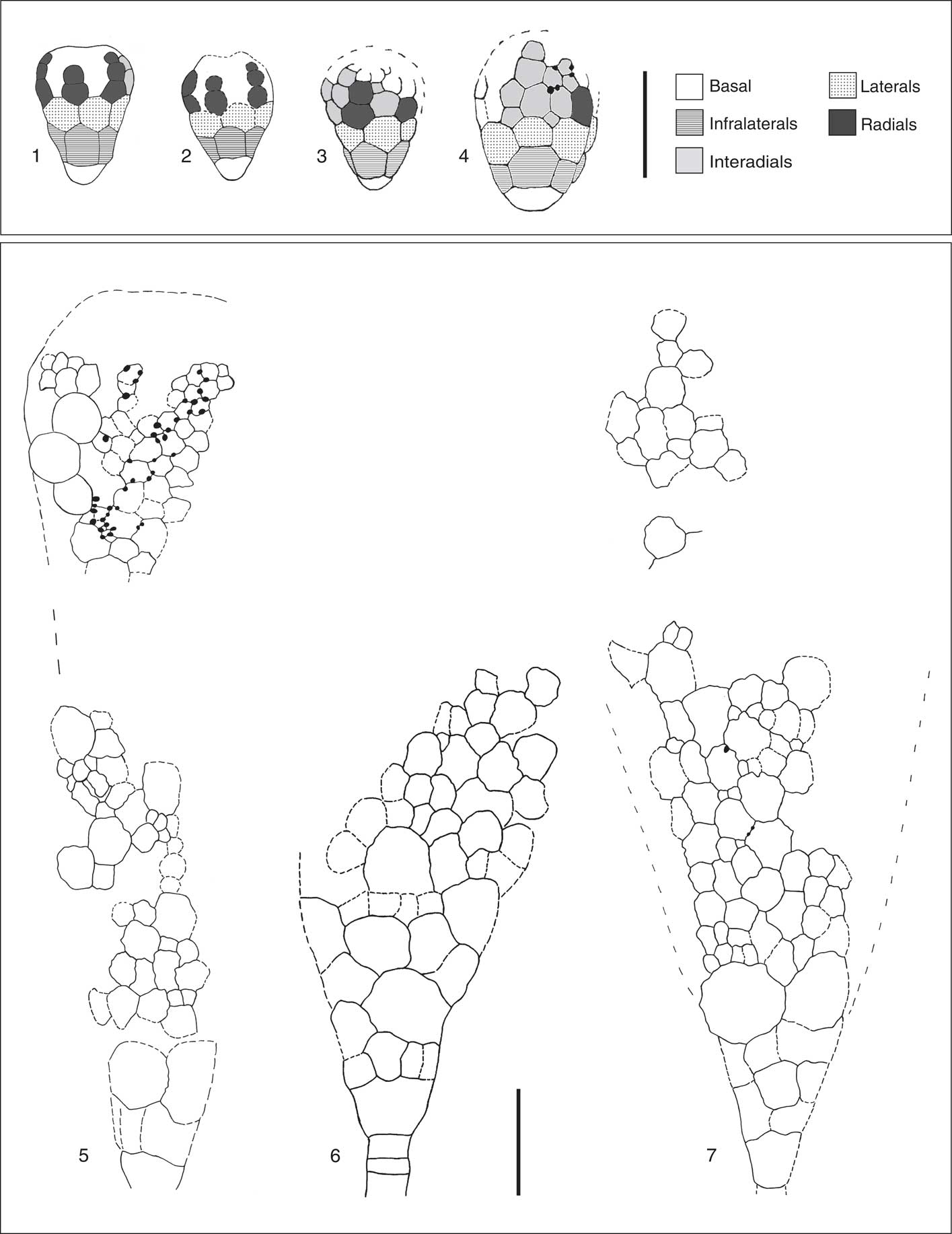 Morphological disparity and systematic revision of the eocrinoid genus ...