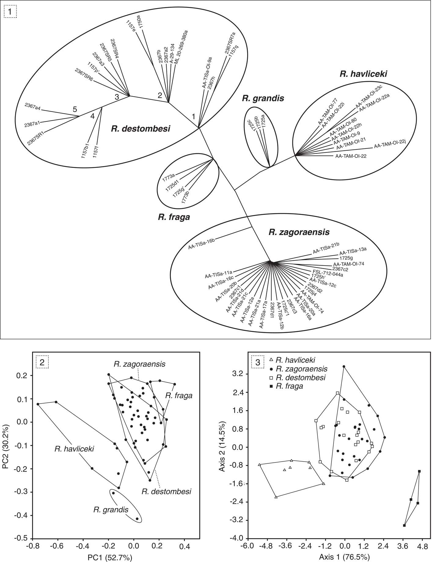 Morphological disparity and systematic revision of the eocrinoid genus ...