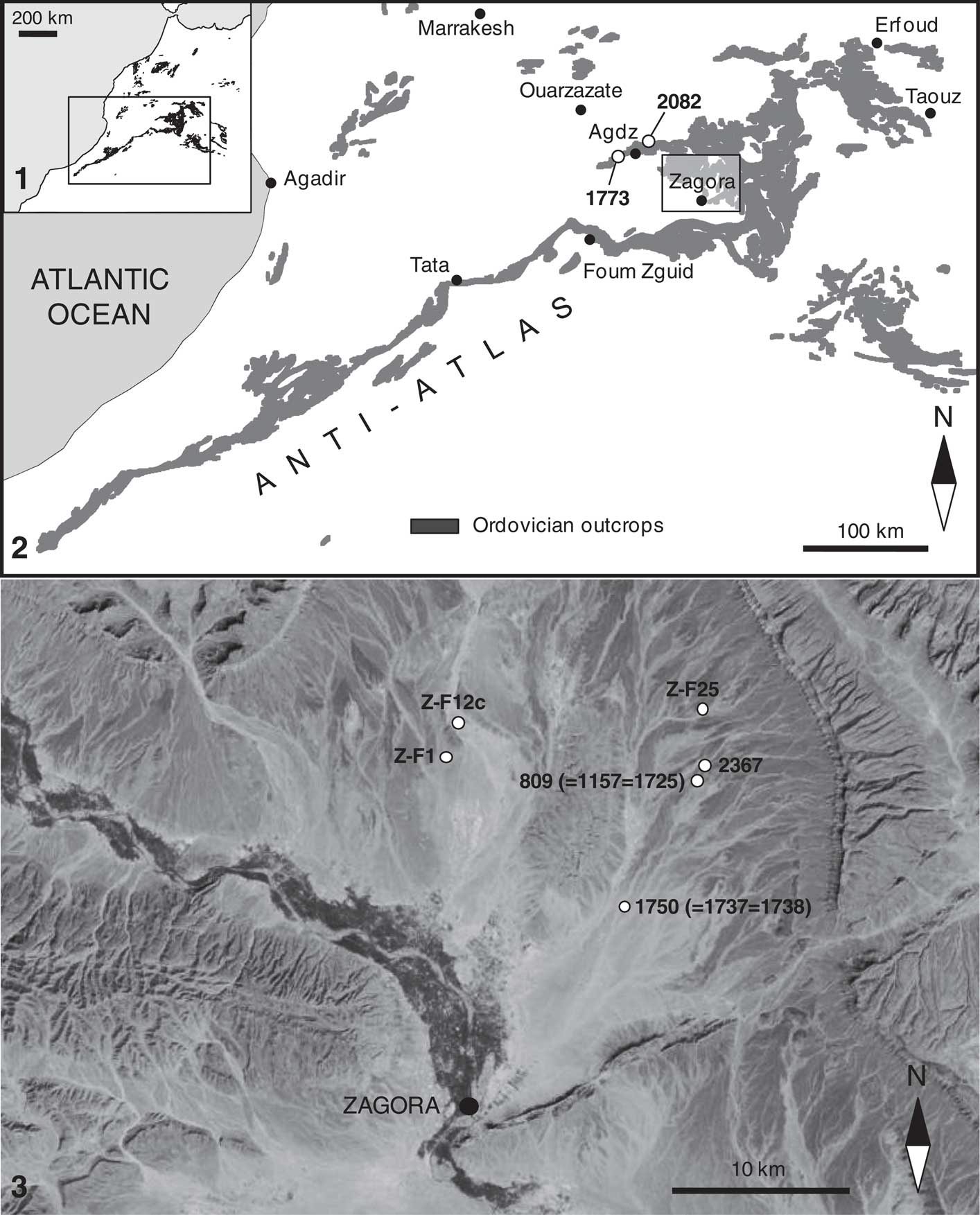 Morphological disparity and systematic revision of the eocrinoid genus ...