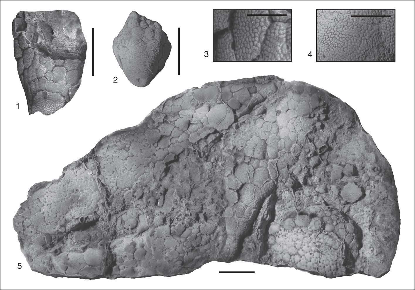 Morphological disparity and systematic revision of the eocrinoid genus ...