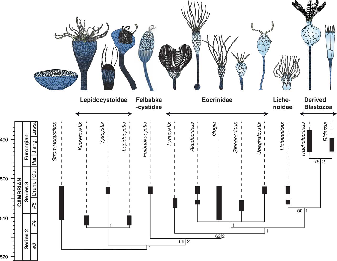 Evolutionary implications of a new transitional blastozoan echinoderm ...