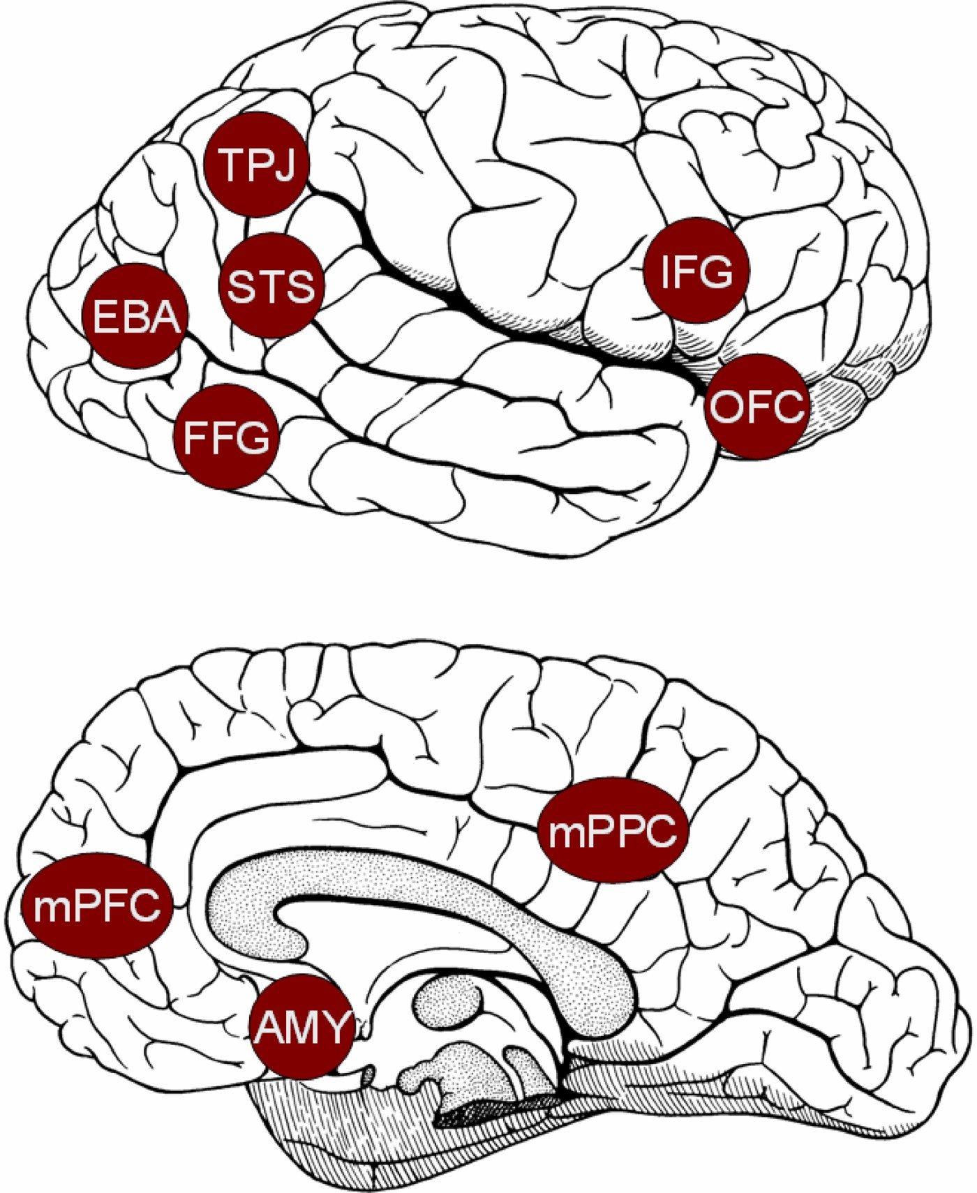 Charting the typical and atypical development of the social brain ...
