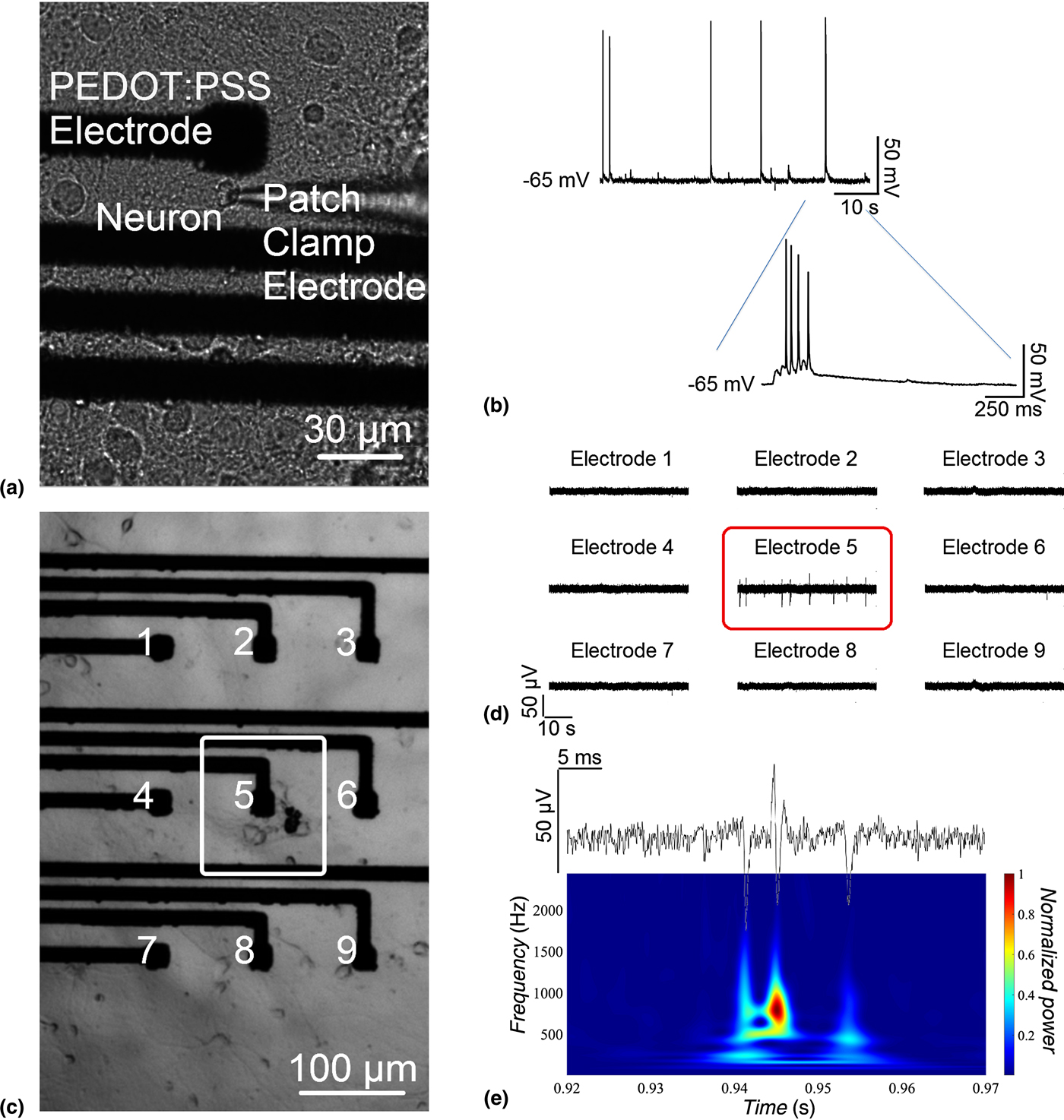 PEDOT:PSS microelectrode arrays for hippocampal cell culture electrophysiological recordings ...
