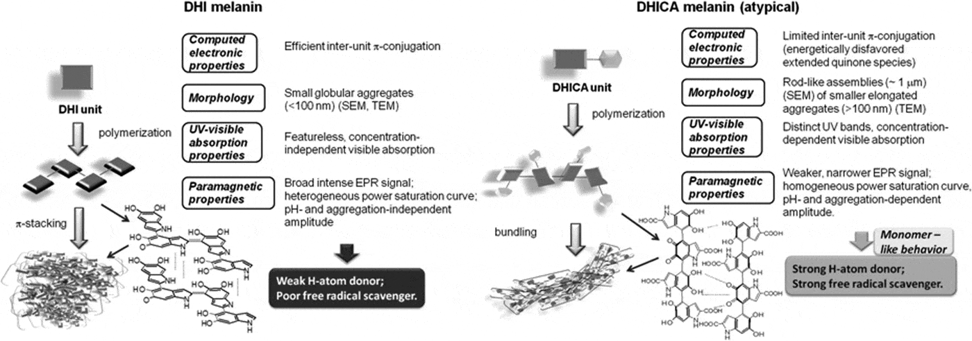 Natural melanin pigments and their interfaces with metal ions and ...